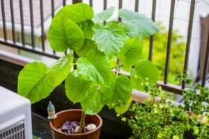 もう失敗しない！ウンベラータの植え替え方法を画像付きで解説！ ~ ウンベラータ相談室